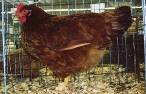 Production Red Chickens - Baby Chicks for Sale | Cackle Hatchery®