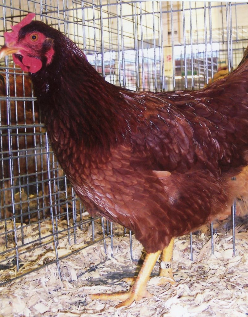 Cherry Egger™ - Brown Egg Laying Chickens | Cackle Hatchery®