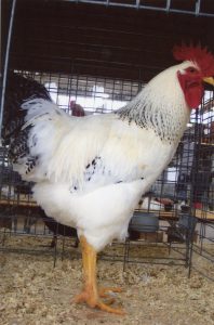 Delaware Chickens - Brown Egg Layers | Cackle Hatchery®