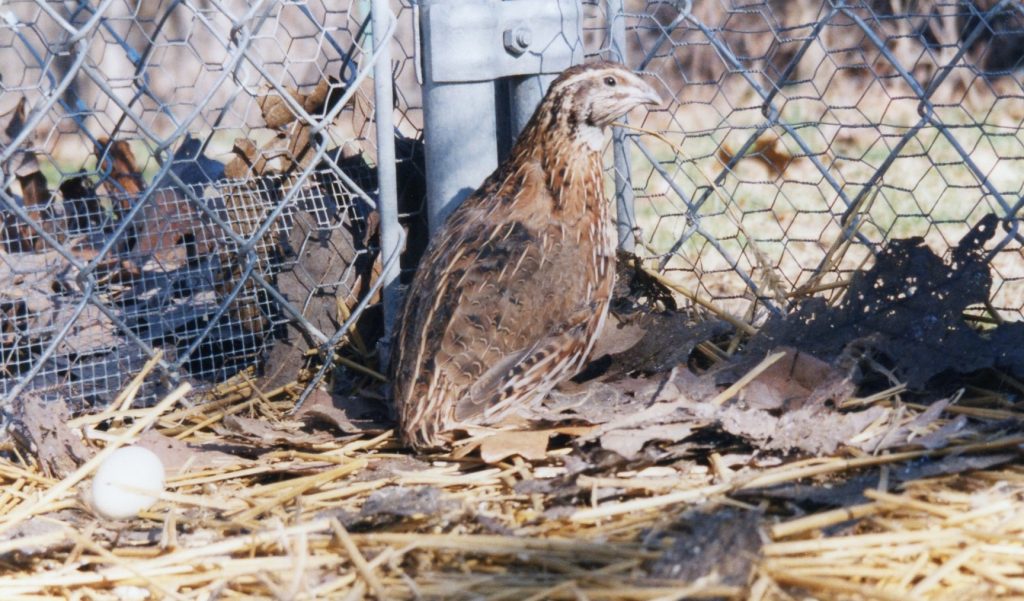 Pharaoh Coturnix Quail Chicks for Sale | Cackle Hatchery®