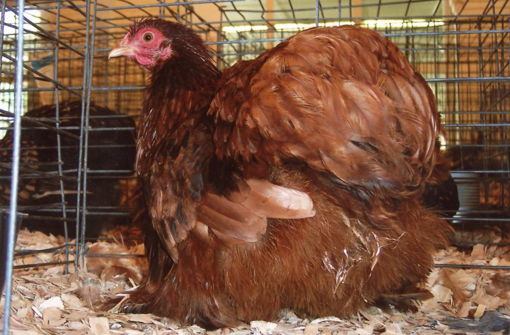 Red Cochin Bantam - Bantam Chicks for Sale | Cackle Hatchery®