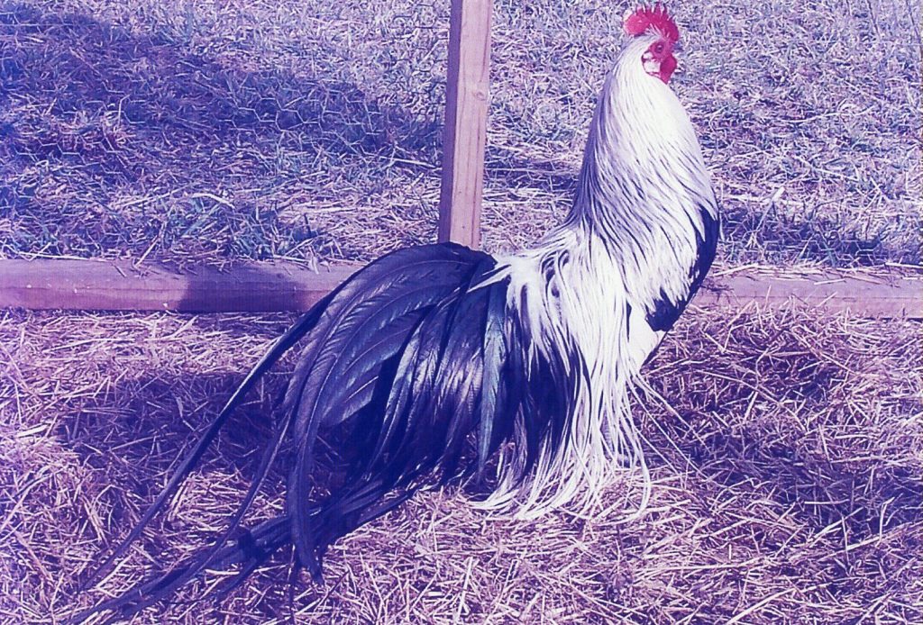 Silver Phoenix Bantam Chickens for Sale | Cackle Hatchery®