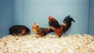 Quail Belgian Bearded D'anver Bantam | Cackle Hatchery®