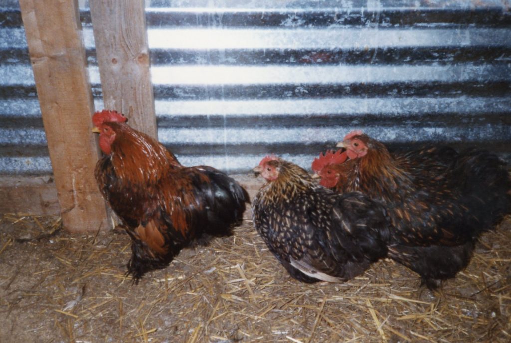 Golden Laced Cochin Bantam Chickens - Baby Chicks | Cackle Hatchery®