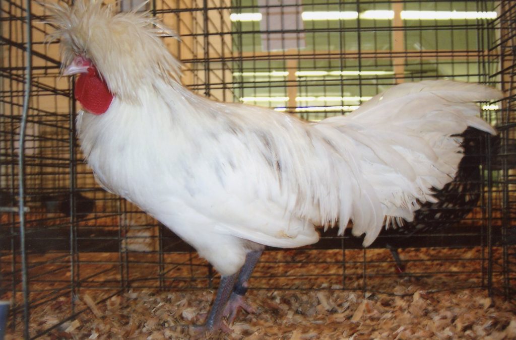 Splash Polish Chickens - Baby Chicks & Fowl | Cackle Hatchery®