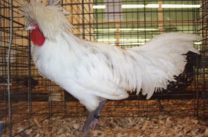 Splash Polish Chickens - Baby Chicks & Fowl | Cackle Hatchery®