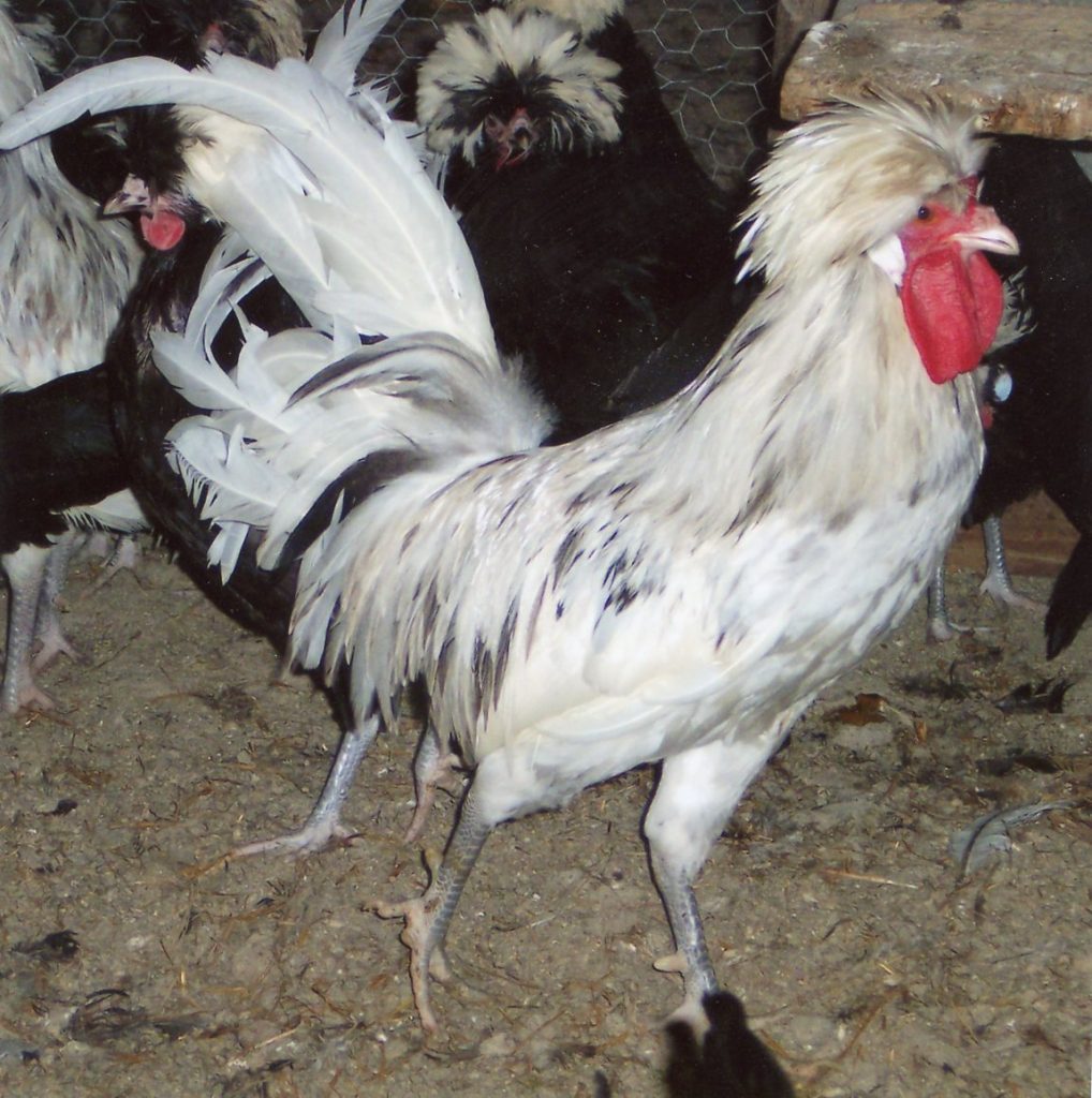 Splash Polish Chickens - Baby Chicks & Fowl | Cackle Hatchery®