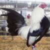Silver Duckwing Old English Game Bantams | Cackle Hatchery®