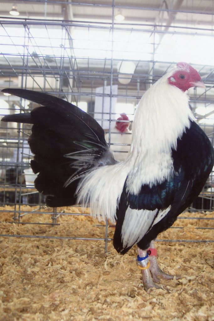 Silver Duckwing Old English Game Bantams | Cackle Hatchery®