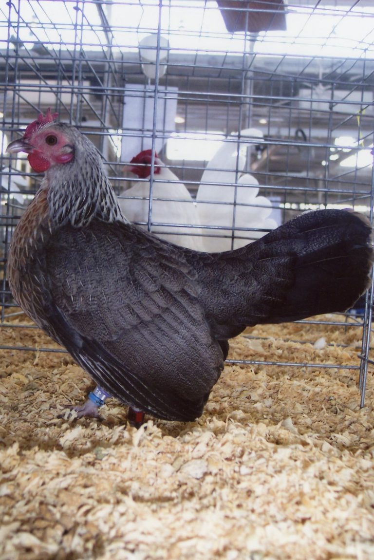 Silver Duckwing Old English Game Bantams | Cackle Hatchery®