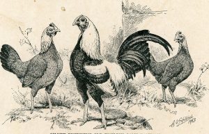 Silver Duckwing Old English Game Bantams | Cackle Hatchery®
