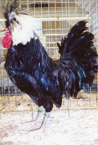 White Crested Black Polish Chickens | Cackle Hatchery®