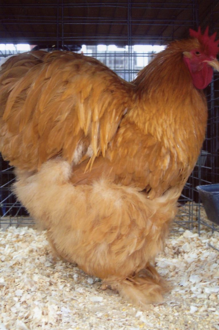 Buff Cochins - Baby Chicks for Sale Online | Cackle Hatchery®