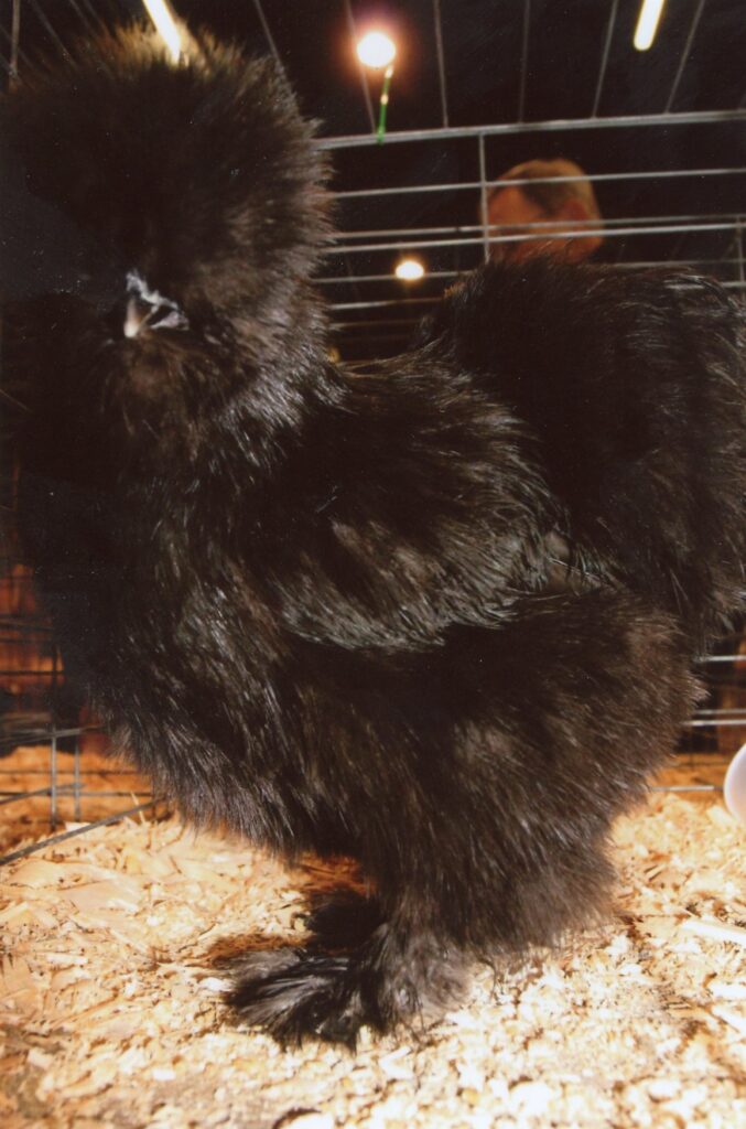 Black Silkie Bantams - Bantam Chicks Online | Cackle Hatchery®