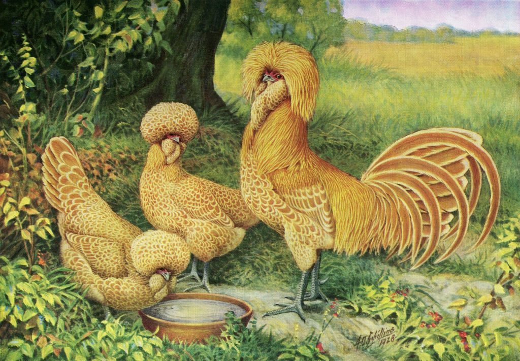 Buff Laced Polish Chicken - Chicks for Sale | Cackle Hatchery®