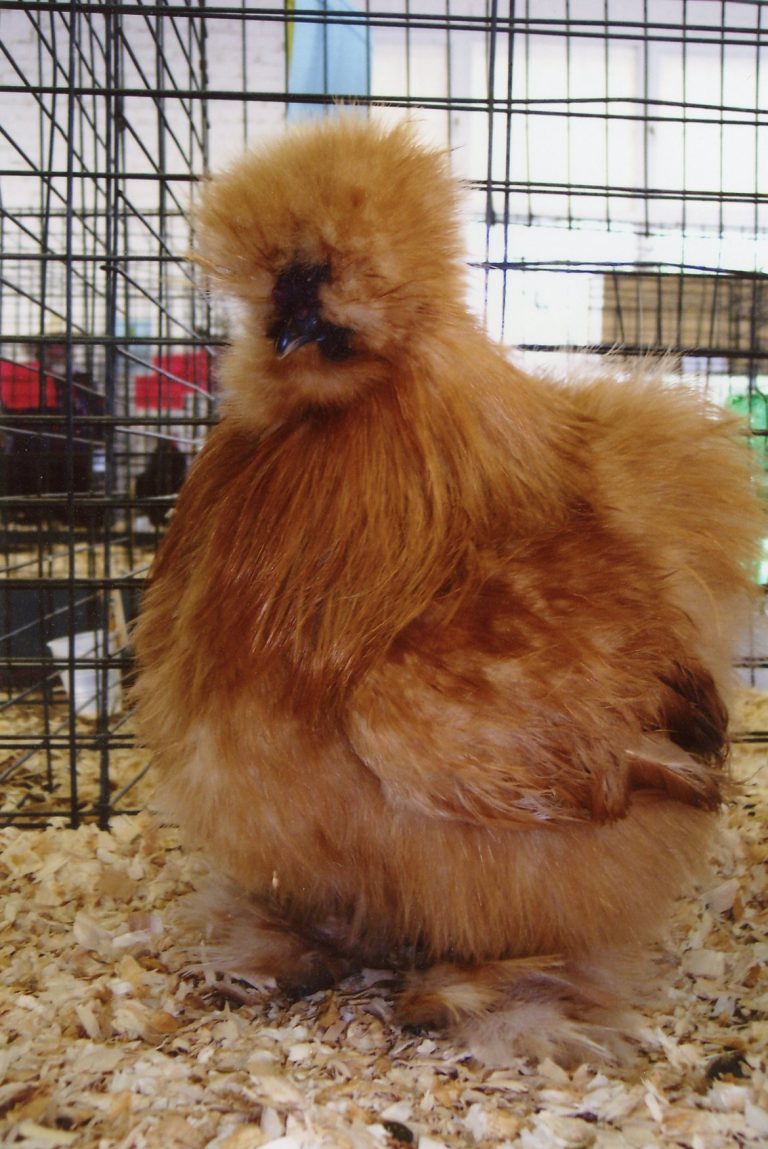 Buff Silkie Bantam Chicks - Baby Chickens for Sale | Cackle Hatchery®