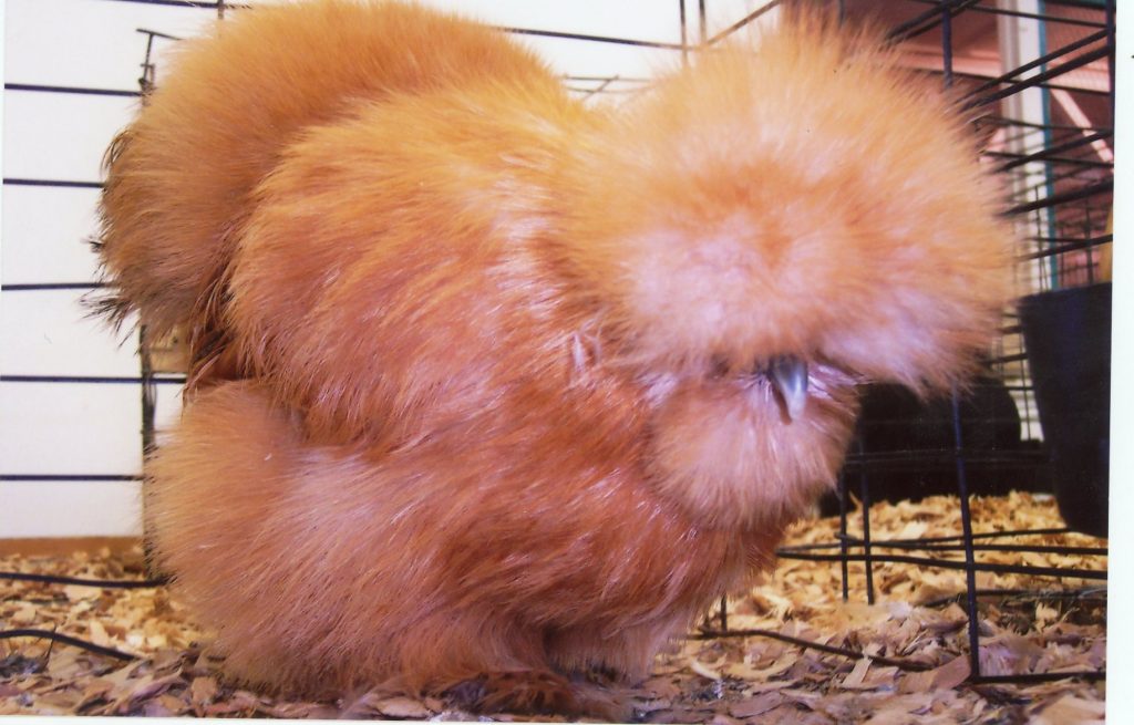 Buff Silkie Bantam Chicks - Baby Chickens for Sale | Cackle Hatchery®