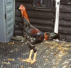 Saipan Jungle Fowl - Breed Baby Chicks | Cackle Hatchery®