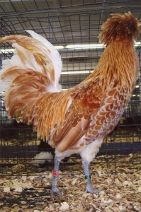 Buff Laced Polish Chicken - Chicks for Sale | Cackle Hatchery®