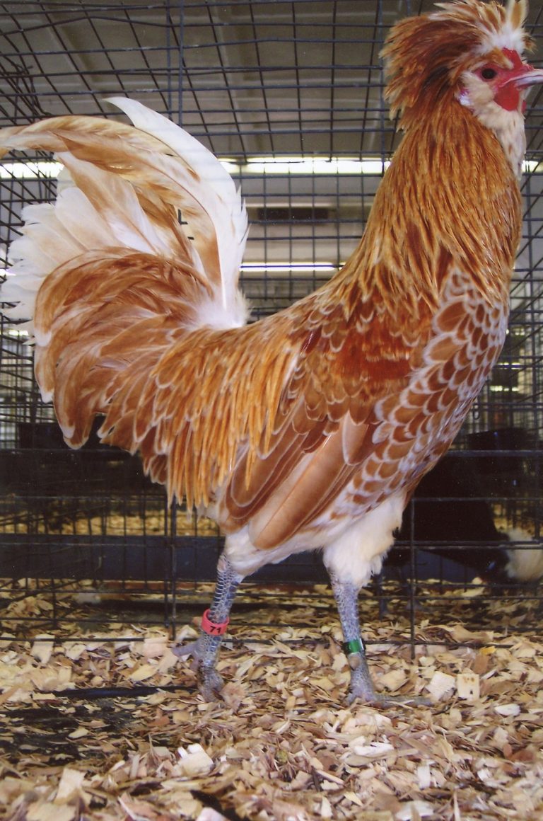 Buff Laced Polish Chicken - Chicks for Sale | Cackle Hatchery®