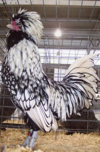 Silver Laced Polish Chicken - Baby Chicks for Sale | Cackle Hatchery®