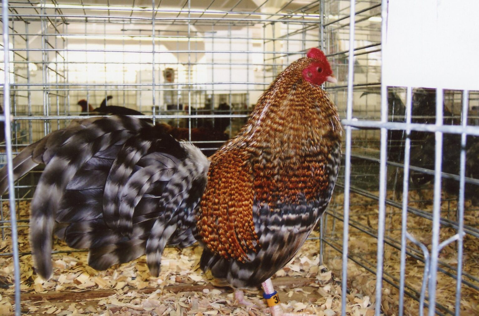 Crele Old English Game Bantam Chicks | Show Bantams