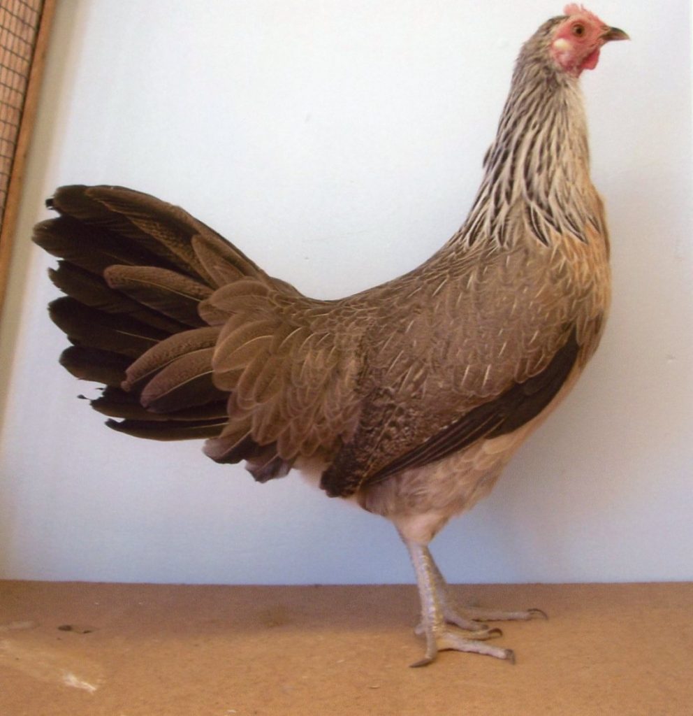 Silver Duckwing Standard Phoenix Chickens | Cackle Hatchery®