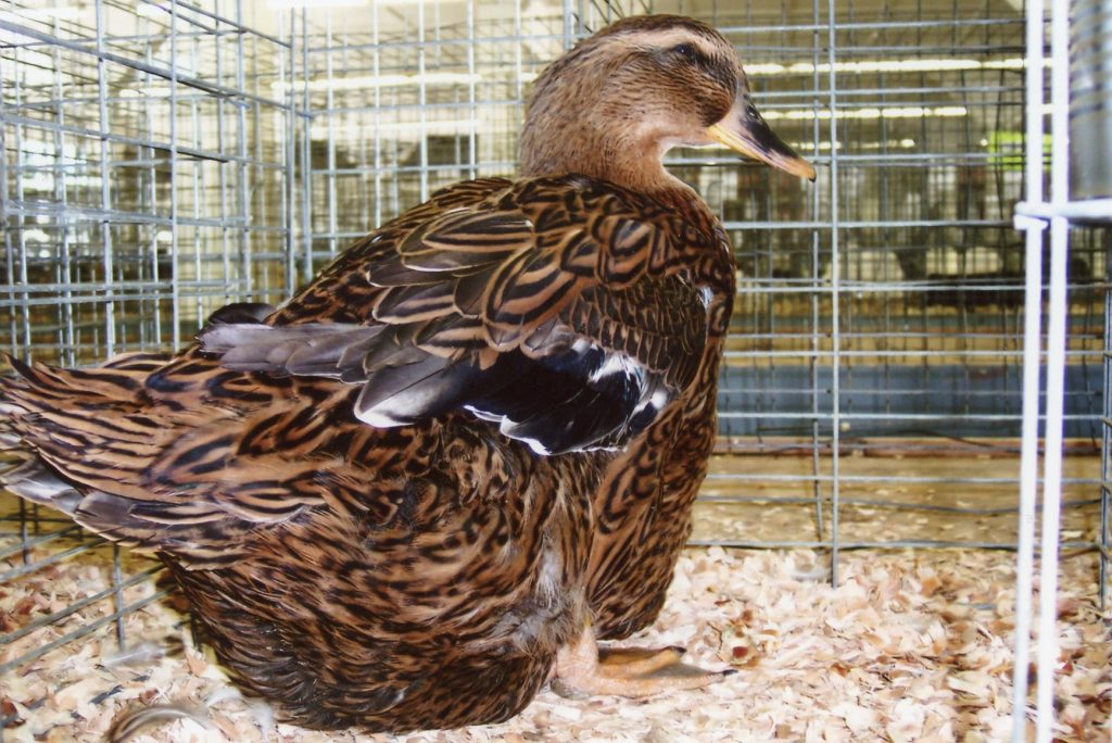 Rouen Ducks : Ducklings for Sale Online | Cackle Hatchery®