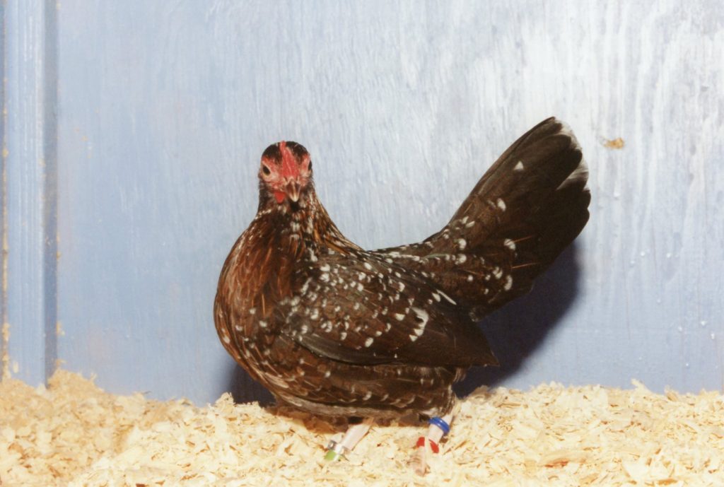 Spangled Old English Bantam Chicks | Cackle Hatchery®