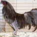 Splash Sumatra Chicken : Baby Chicks for Sale | Cackle Hatchery®