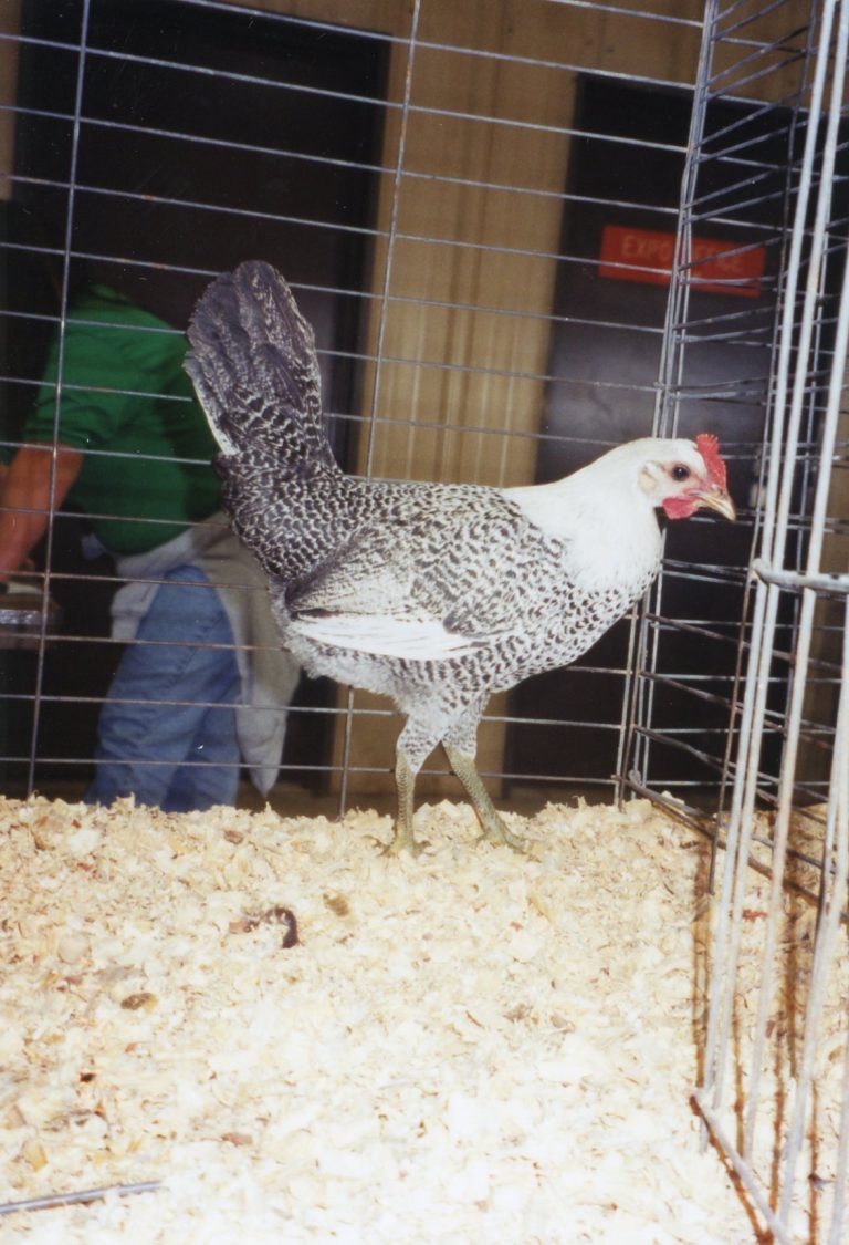 Egyptian Fayoumis Chickens - Day Old Chicks (Fowl) | Cackle Hatchery®