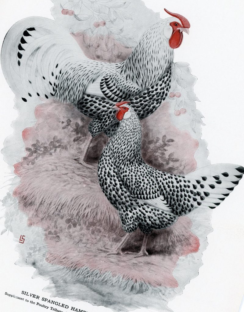 Silver Spangled Hamburg Chicken - Chicks for Sale | Cackle Hatchery®