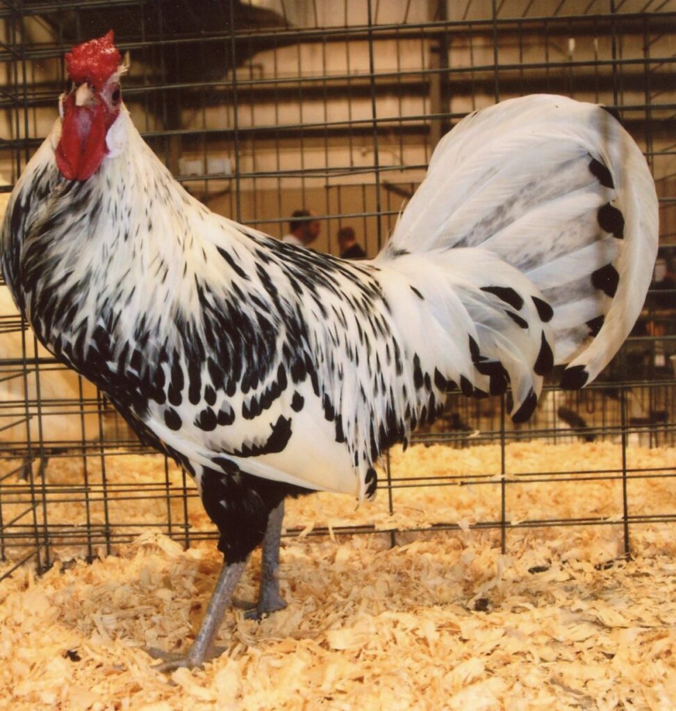 Silver Spangled Hamburg Chicken - Chicks for Sale | Cackle Hatchery®