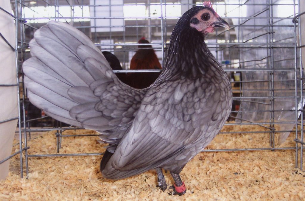 Blue Old English Bantam - Bantam Chicks | Cackle Hatchery®