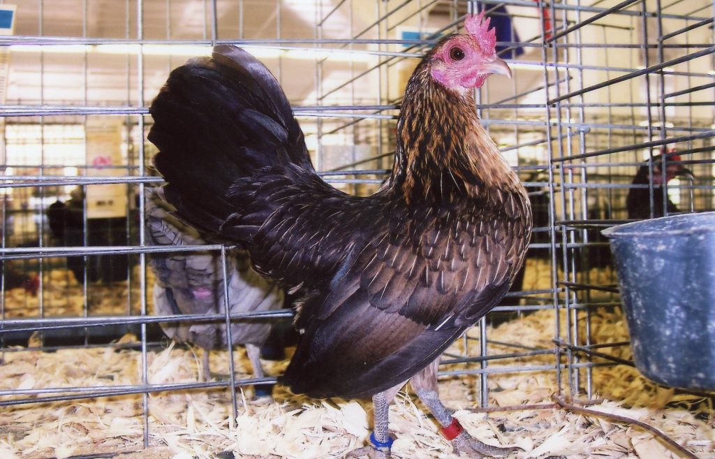 Brassy Old English Bantam Chicks for Sale | Cackle Hatchery®