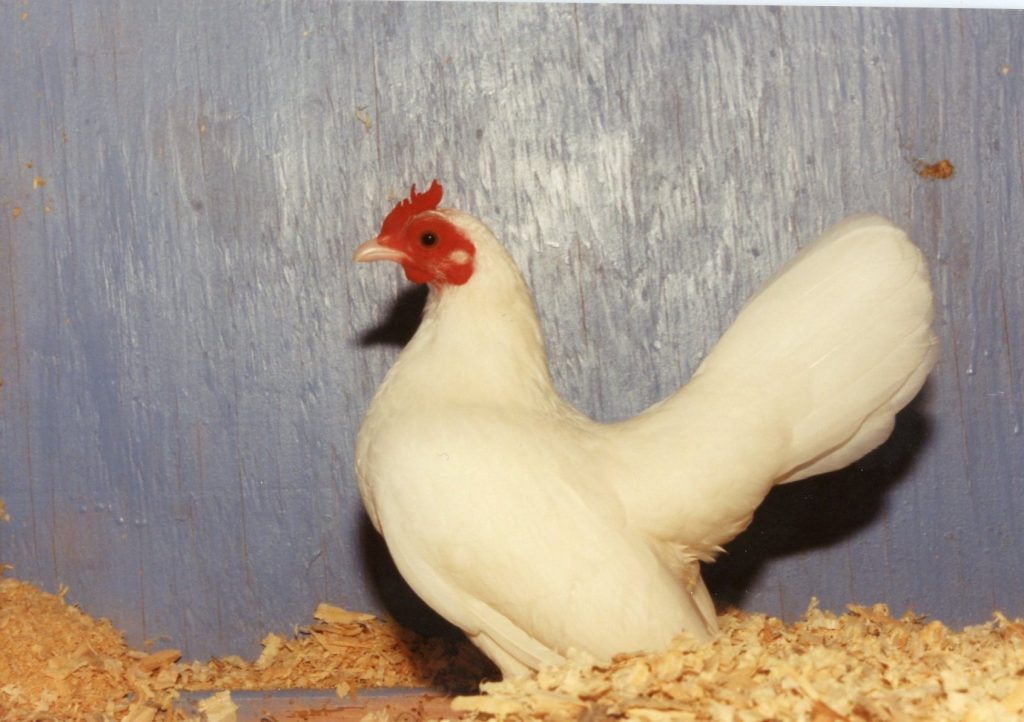 White Old English Bantam Chickens | Cackle Hatchery®
