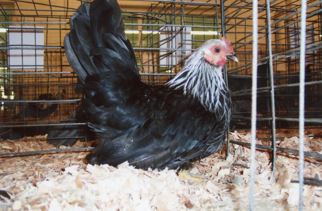 Gray Japanese Bantam Chickens for Sale | Cackle Hatchery®