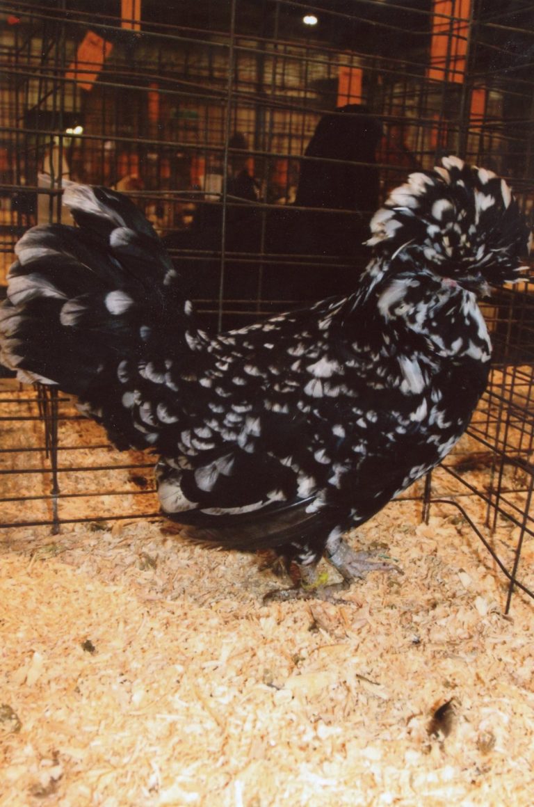 Mottled Houdan Chickens - Chicks for Sale | Cackle Hatchery®