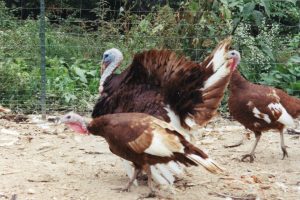 Bourbon Red Turkey - Heritage Turkey Poults | Cackle Hatchery®