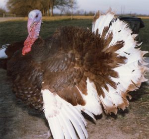 Bourbon Red Turkey - Heritage Turkey Poults | Cackle Hatchery®