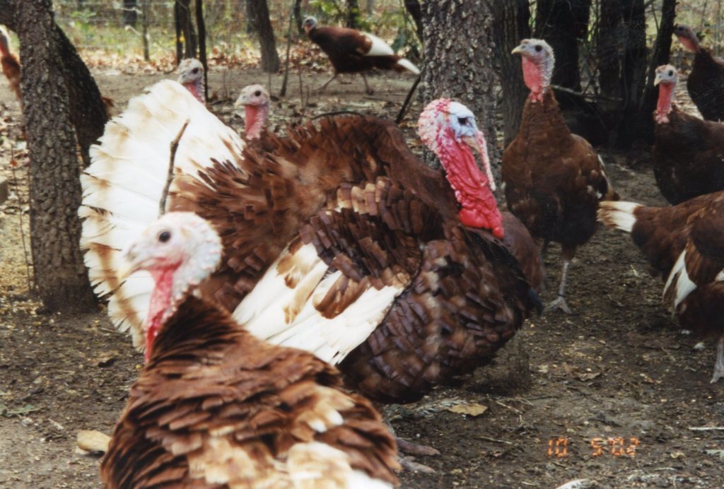 Bourbon Red Turkey - Heritage Turkey Poults | Cackle Hatchery®