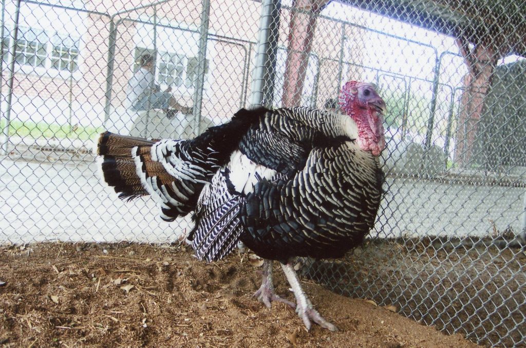 Narragansett Turkeys - Poults for Sale | Cackle Hatchery®