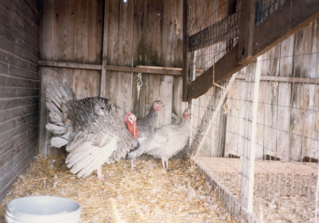 Blue Slate Turkey - Turkey Poults for Sale | Cackle Hatchery®