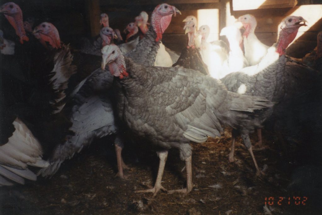 Blue Slate Turkey - Turkey Poults for Sale | Cackle Hatchery®