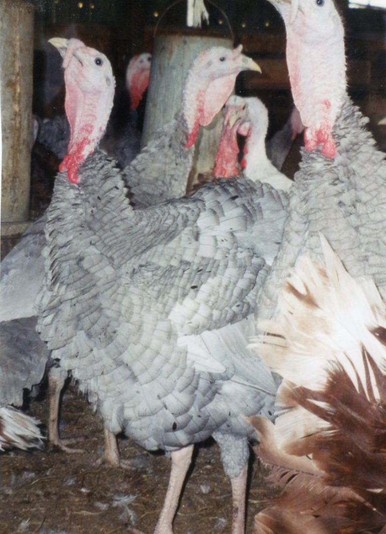 Blue Slate Turkey - Turkey Poults for Sale | Cackle Hatchery®