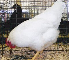 Rhode Island White Chickens - Baby Chicks For Sale | Cackle Hatchery®