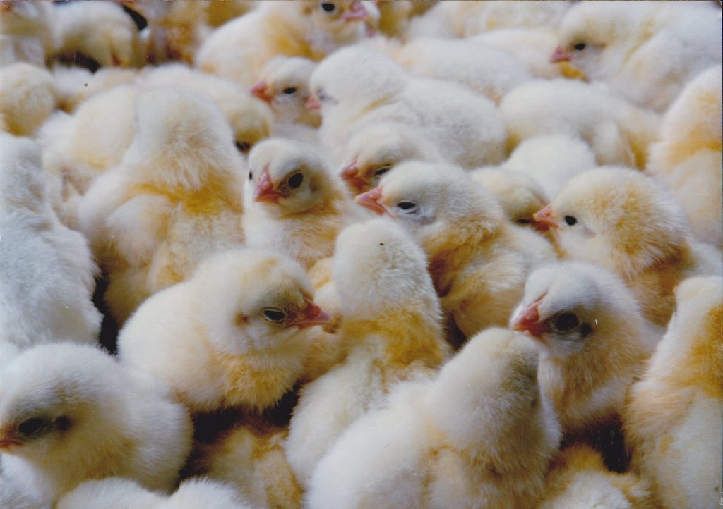 Rhode Island White Chickens - Baby Chicks For Sale | Cackle Hatchery®