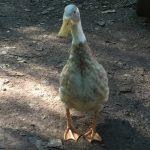 Fawn and White Runner Ducks - Baby Ducklings | Cackle Hatchery®