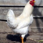 Red Sex Link Chickens for Sale Online - Baby Chicks | Cackle Hatchery®