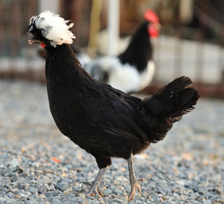 White Crested Black Polish Chickens - White Egg Layers | Cackle Hatchery®